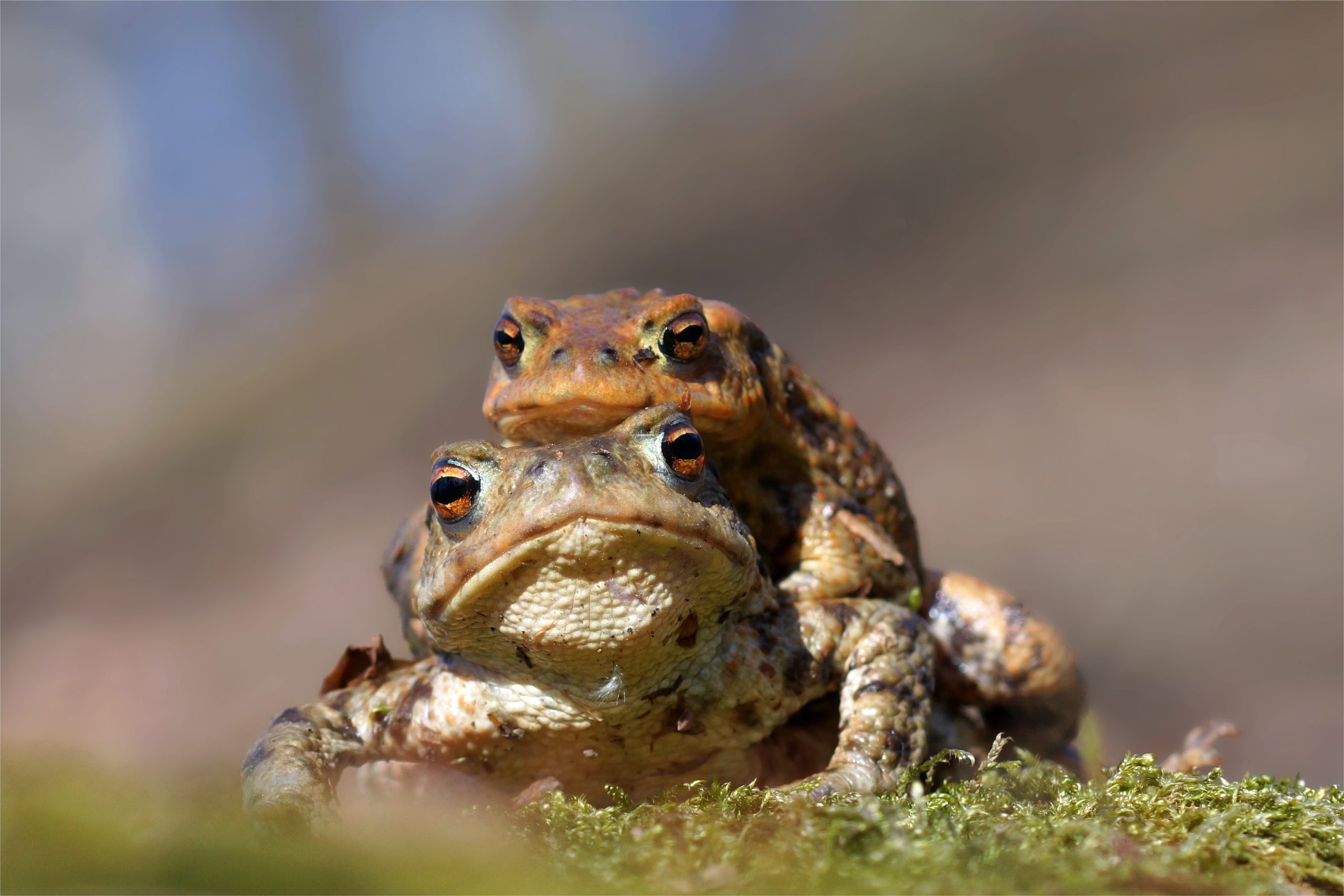 Kröten am Hang , Erdkröten – Bufo bufo auf dem Wege zum Laichgewässer ...