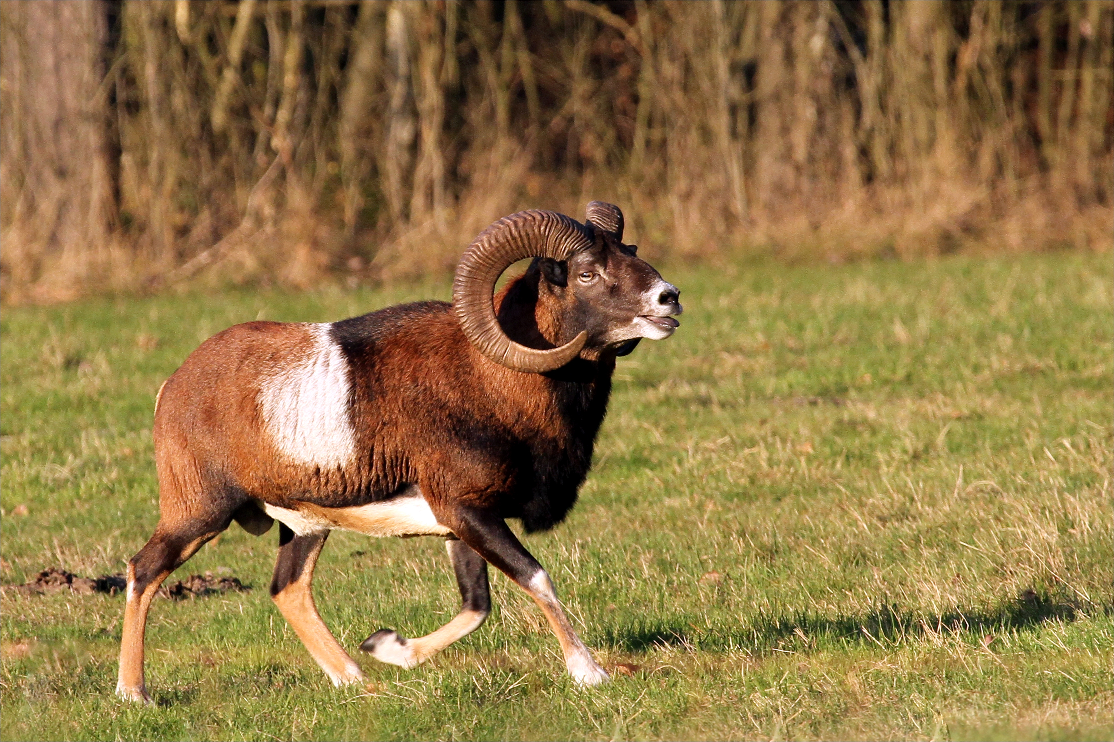 Stolzer Mufflonwidder – Wiesensafari