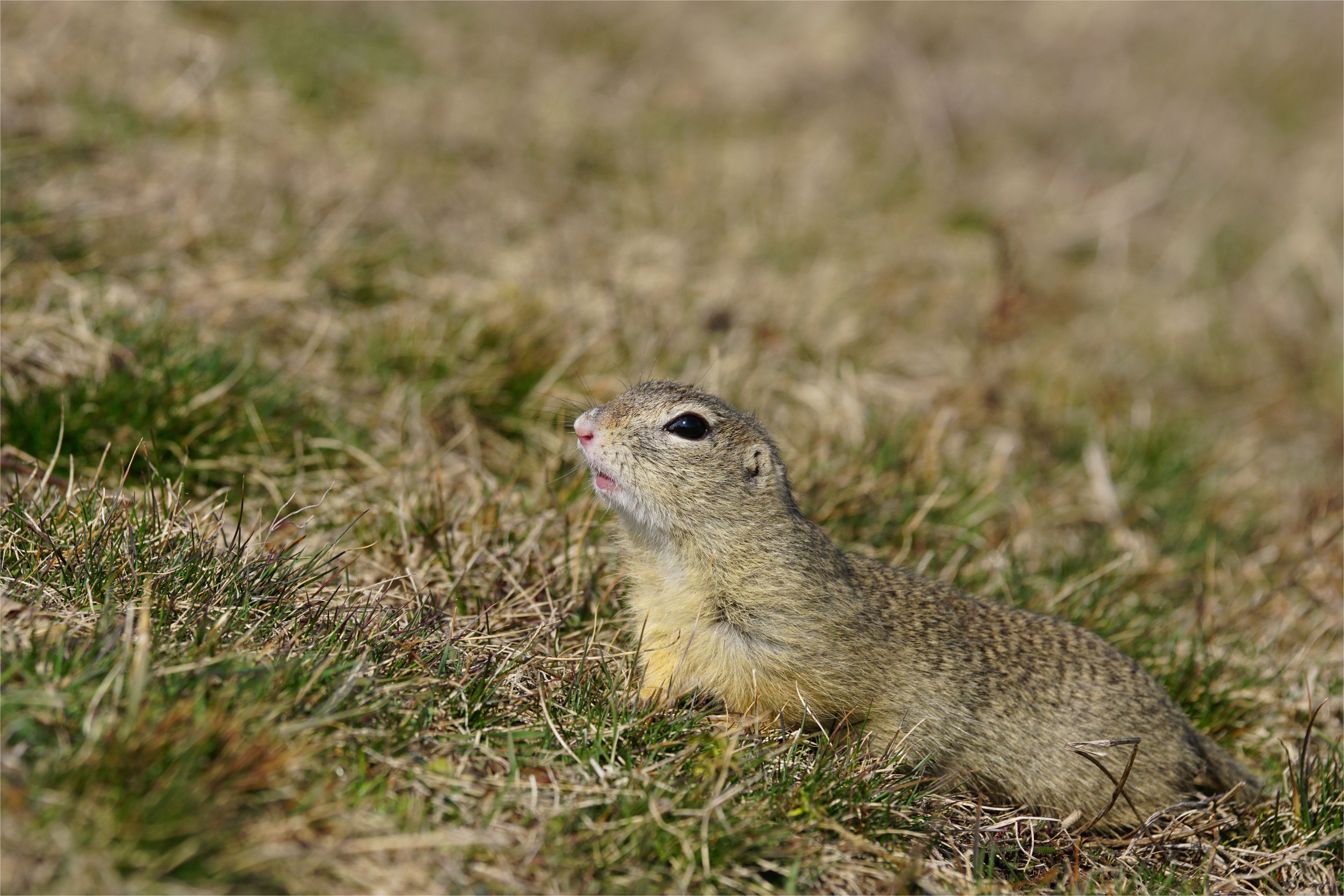 Europäische Ziesel (Spermophilus citellus) – Wiesensafari