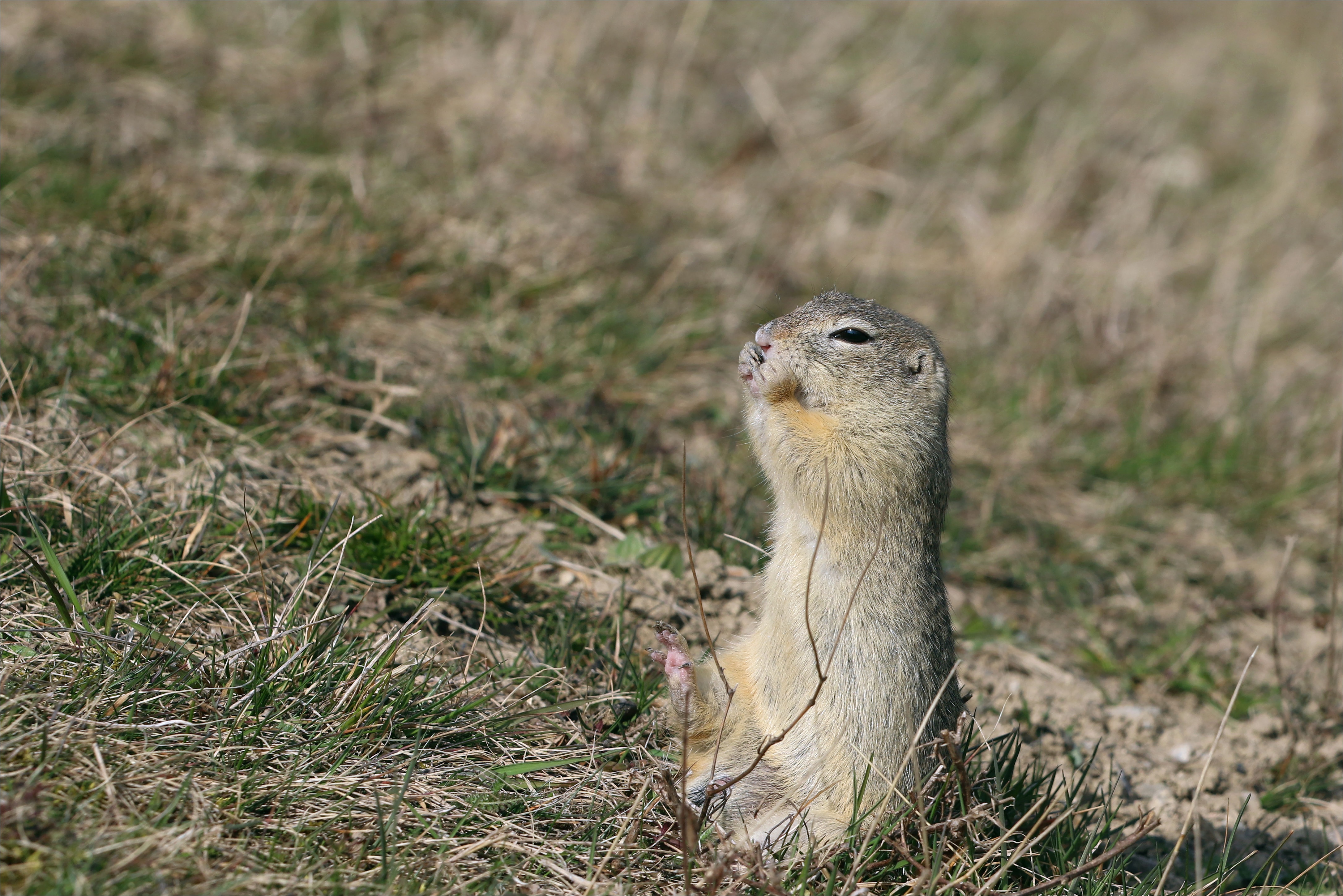Europäische Ziesel (Spermophilus citellus) – Wiesensafari