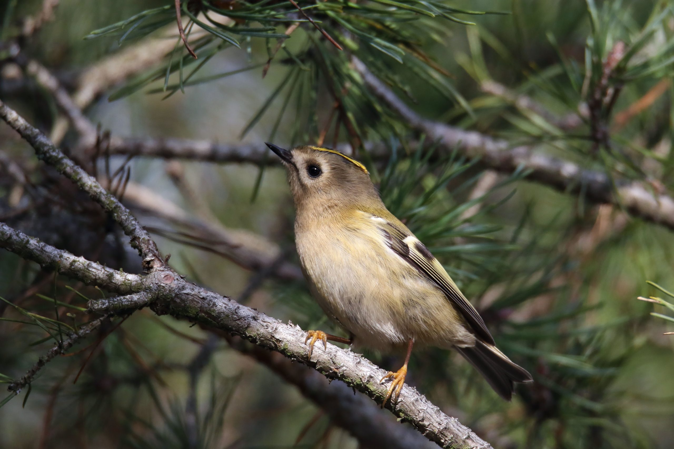 kleinster Vogel Europas – Wiesensafari