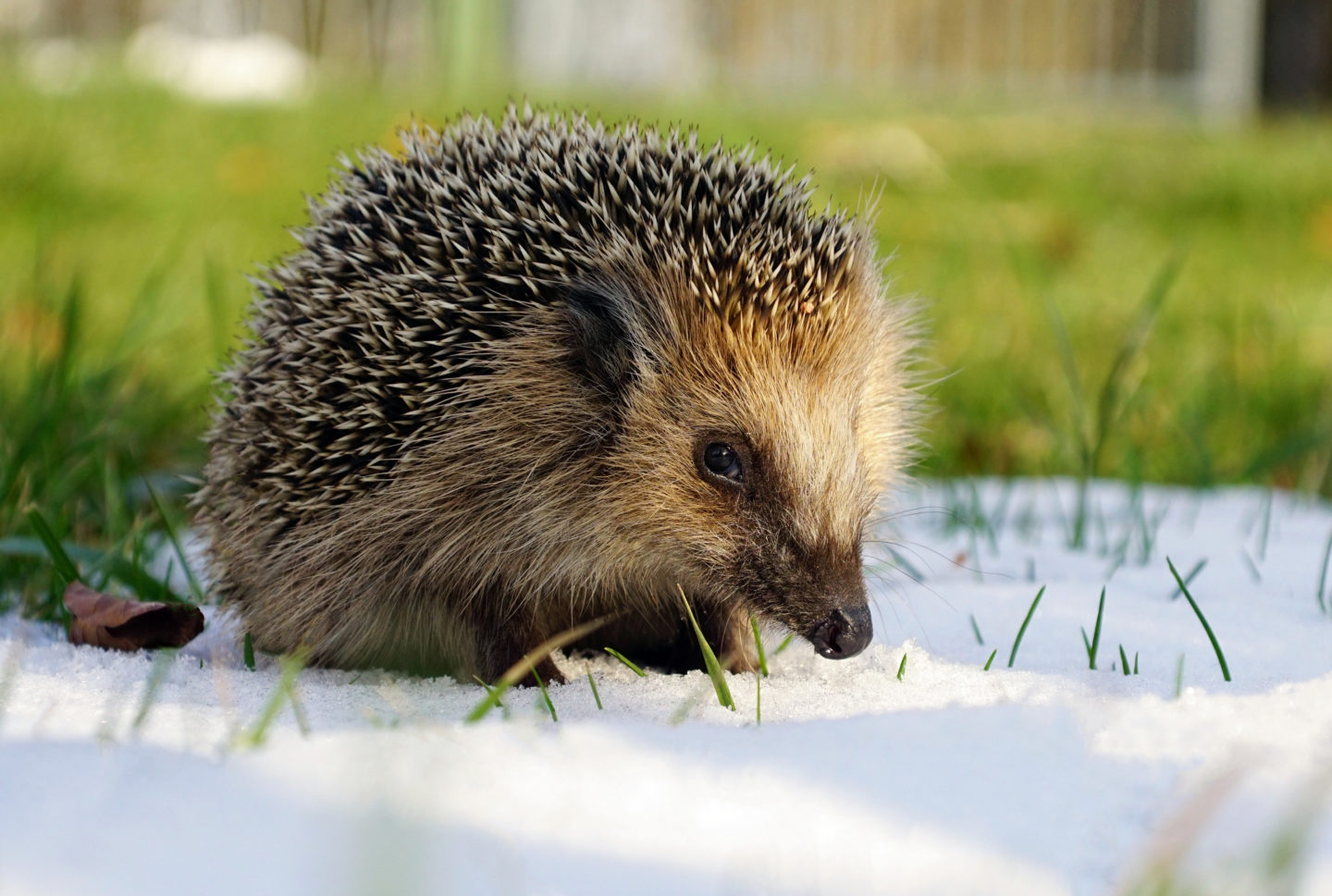 Niedlicher Igel im Schnee – Wiesensafari