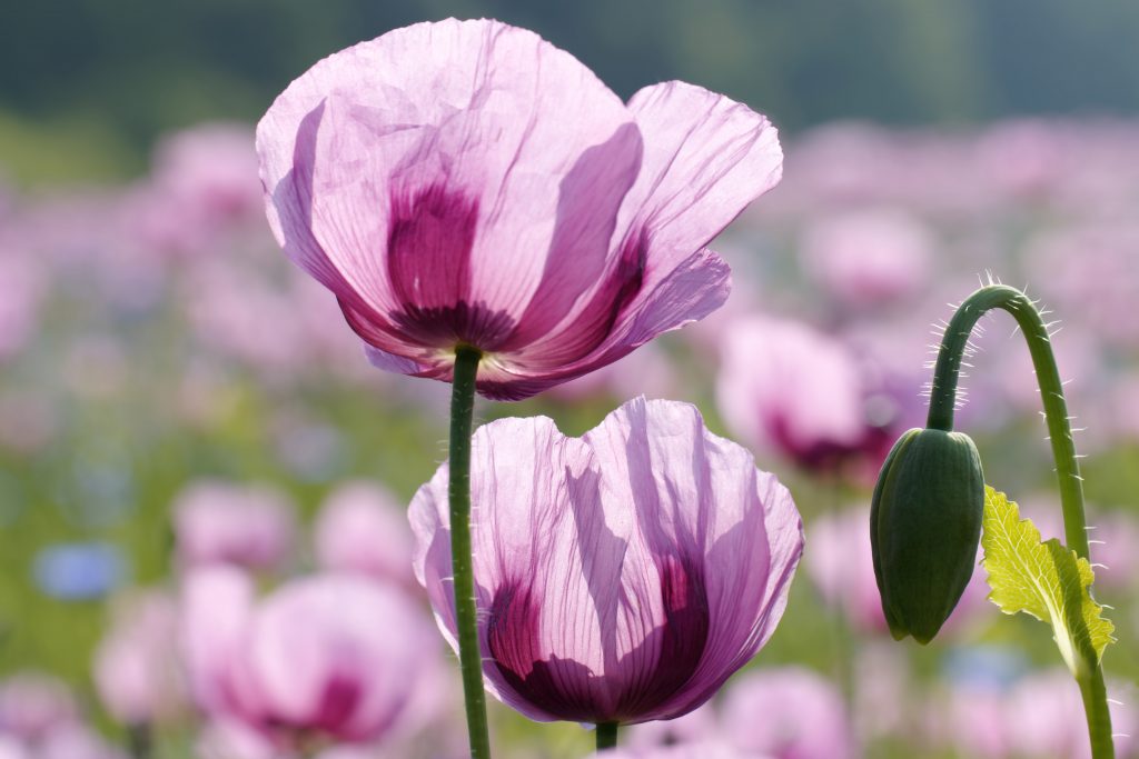 Farbenzauber in der Oberlausitz – Lila Mohn – Wiesensafari