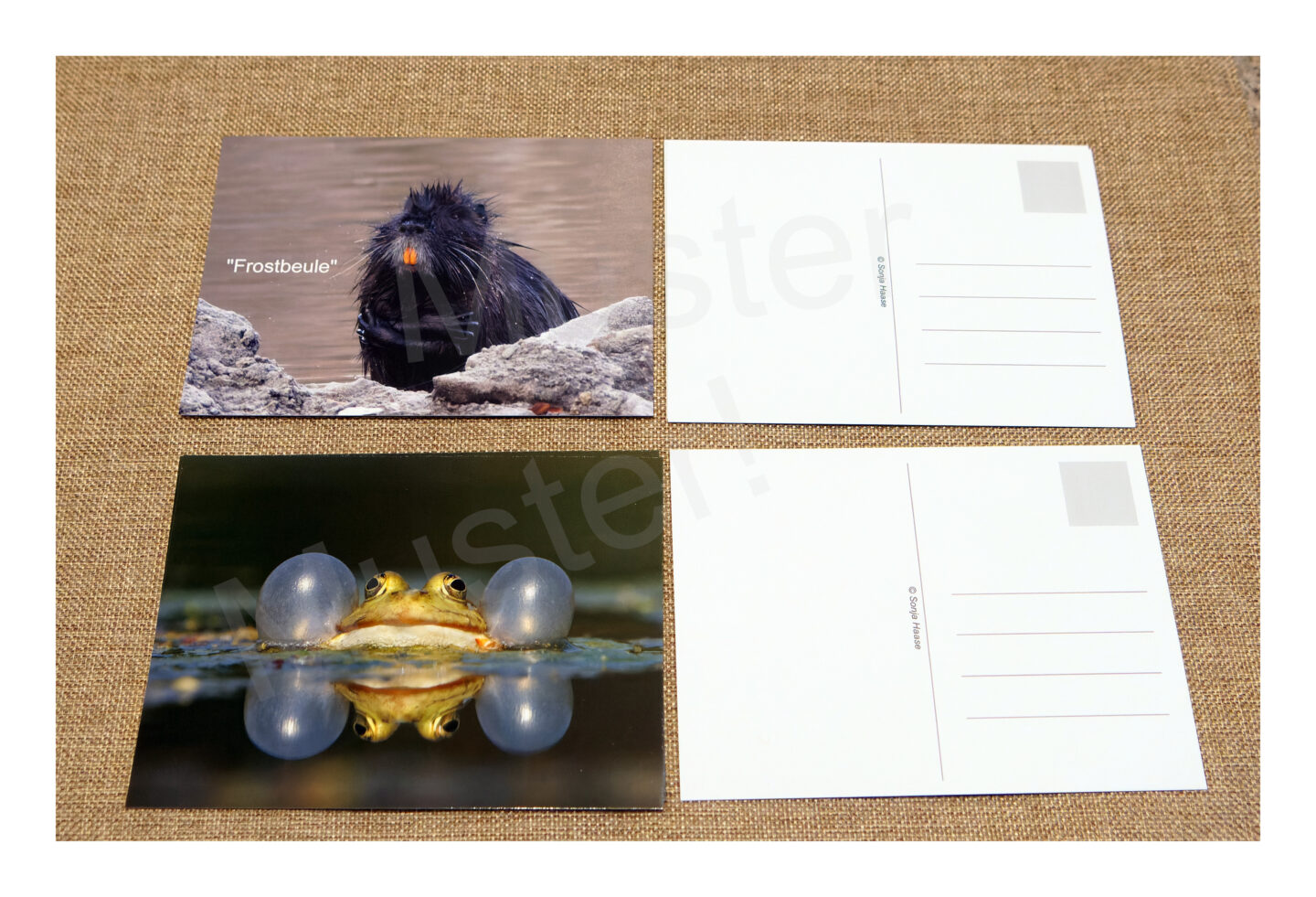 Postkarten Naturmotive (6er Sparpaket) – Wiesensafari