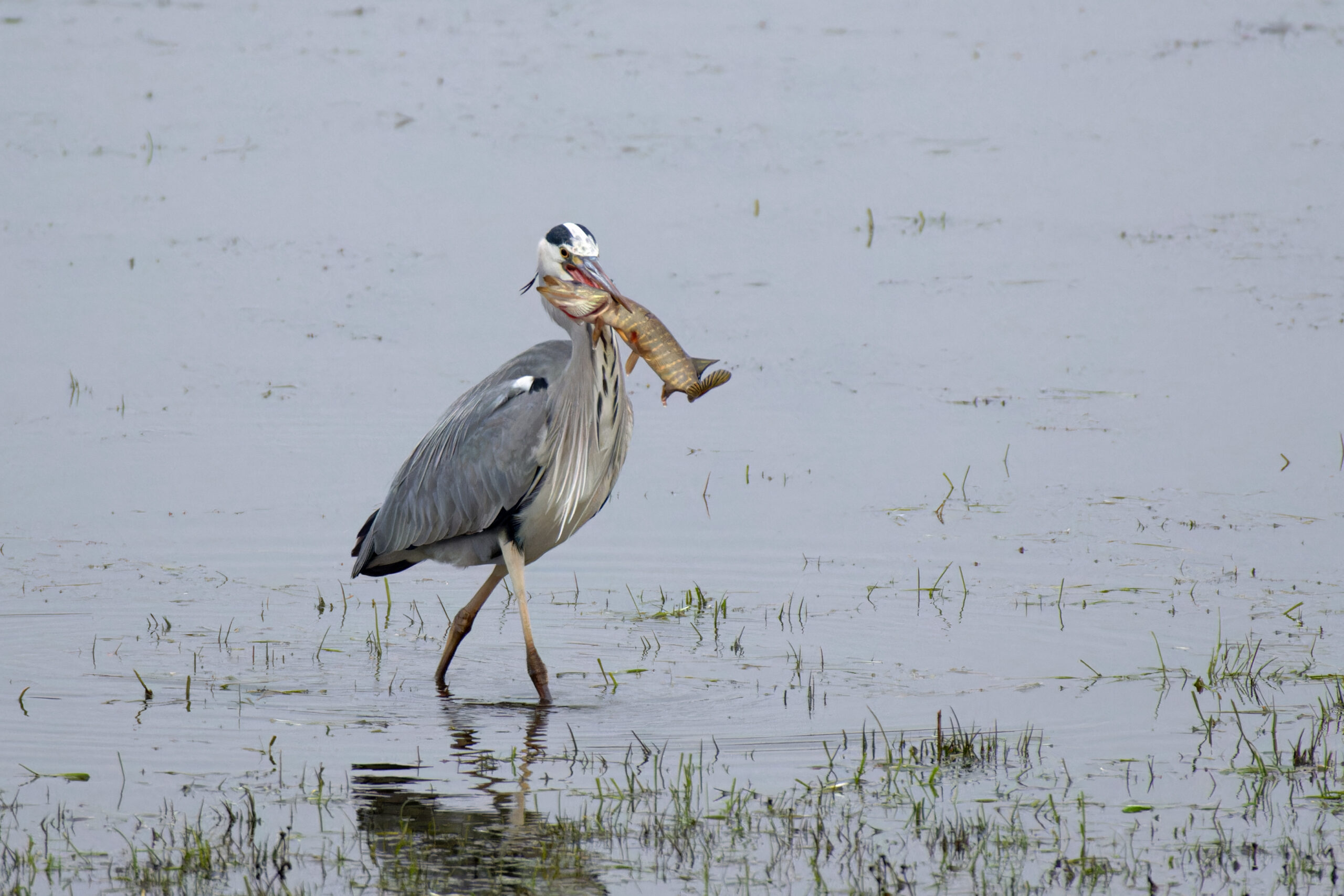 KL2A7061_NikDxO © Sonja Haase Graureiher mit Hecht – Wiesensafari