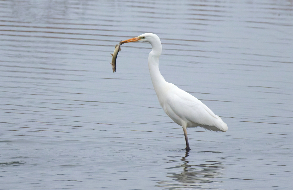 nexusKL2A6974DxO © Sonja Haase Silberreiher mit kleinem Hecht ...