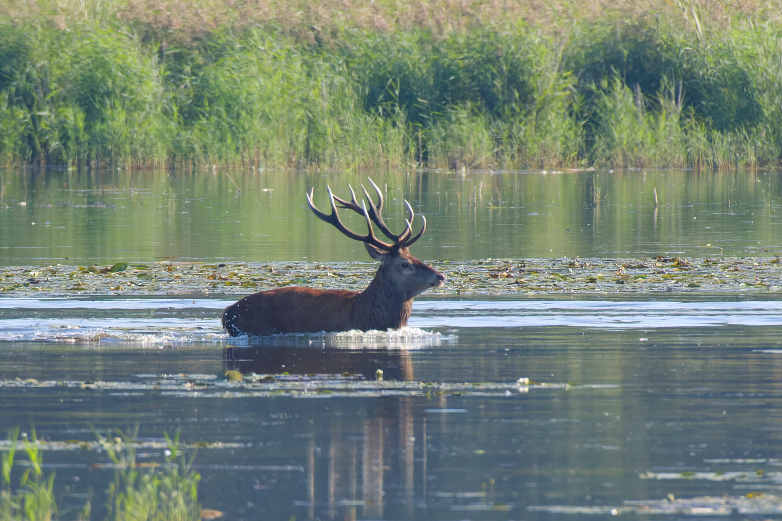 Rothirsch im Wasser – Wiesensafari